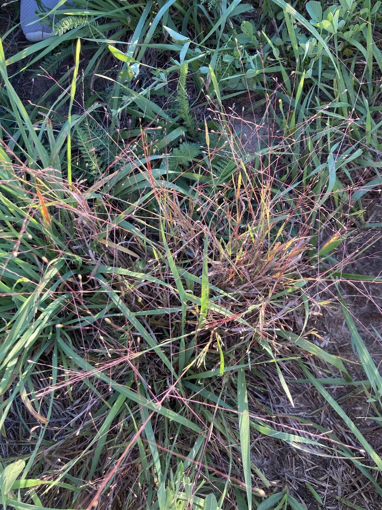 Fall Witchgrass from River Dr, River Falls, WI, US on September 27 ...