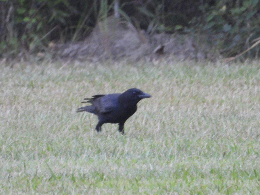 American Crow from Johns Island, Charleston, SC, US on September 25 ...