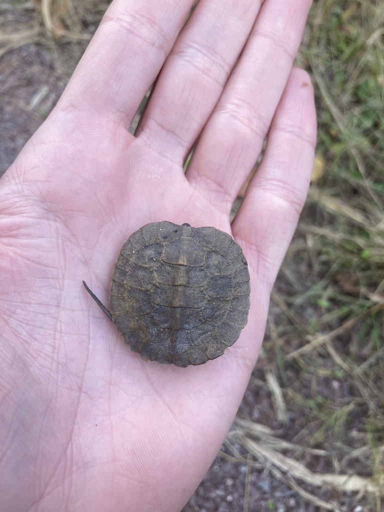 Wood Turtle in September 2022 by caengstrom · iNaturalist