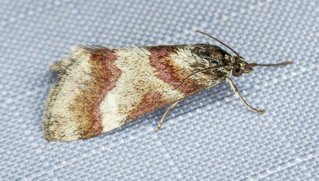 Rufous-banded Crambid Moth from Nevada County, CA, USA on July 19, 2022 ...