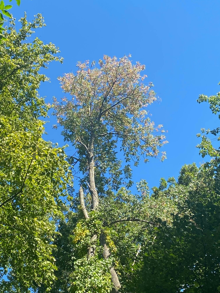 tree-of-heaven from Philadelphia, PA 19128, USA by darius sullivan ...