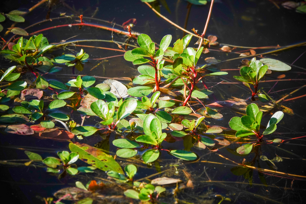 floating primrose-willow from Ellicott City, MD, USA on September 27 ...