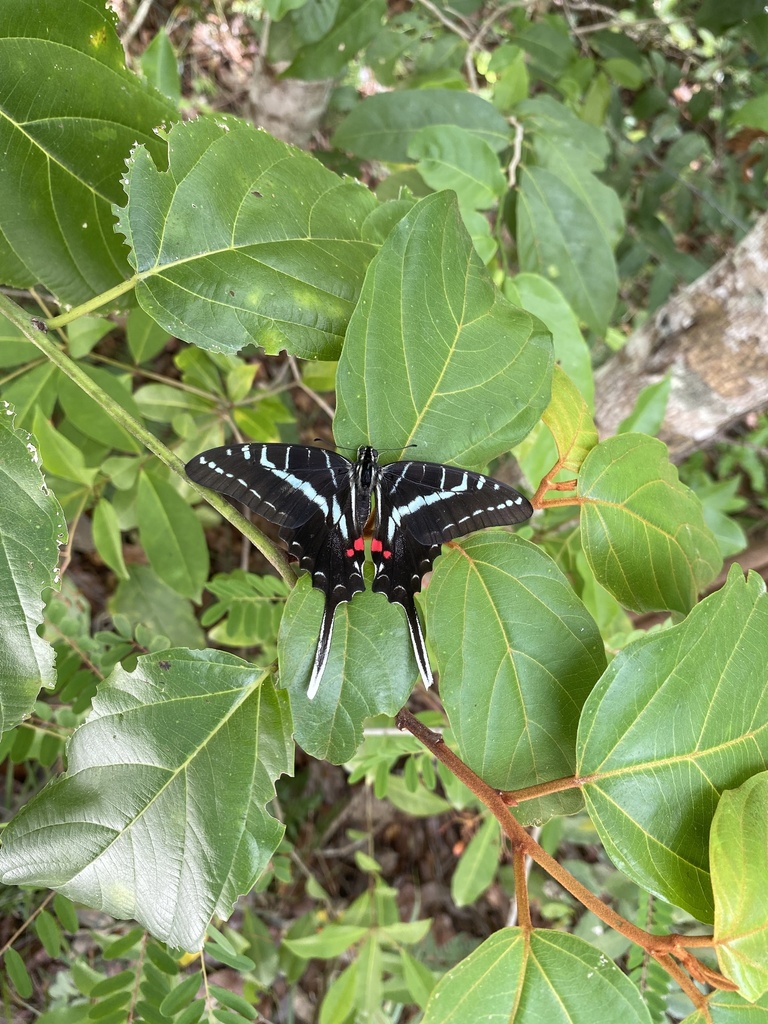 Dark Kite-Swallowtail from Felipe Carrillo Puerto, Quintana Roo, MX on ...