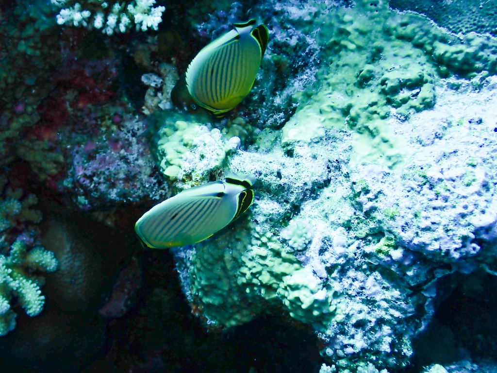 Redfin Butterflyfish from North Horn, Osprey Reef on March 20, 2021 at ...