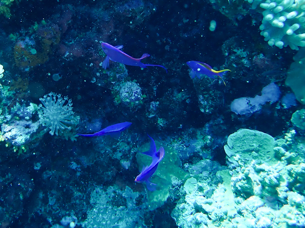 Purple Queenfish from North Horn, Osprey Reef on March 20, 2021 at 01: ...
