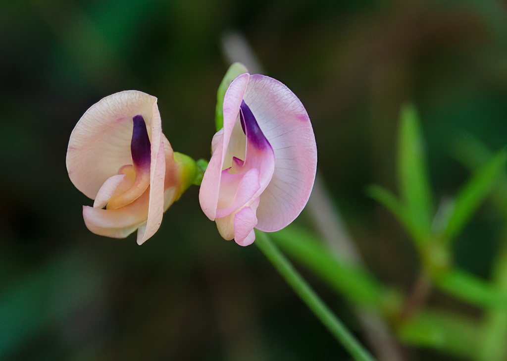 trailing fuzzy-bean from Sandy Hollow Wildlife Management Area ...