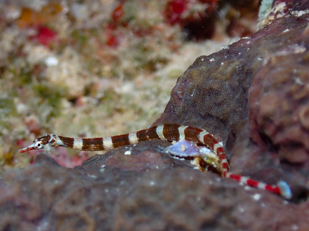 Redbanded Pipefish from Crack-a-Jack, Ribbon No. 5 Great Barrier Reef ...