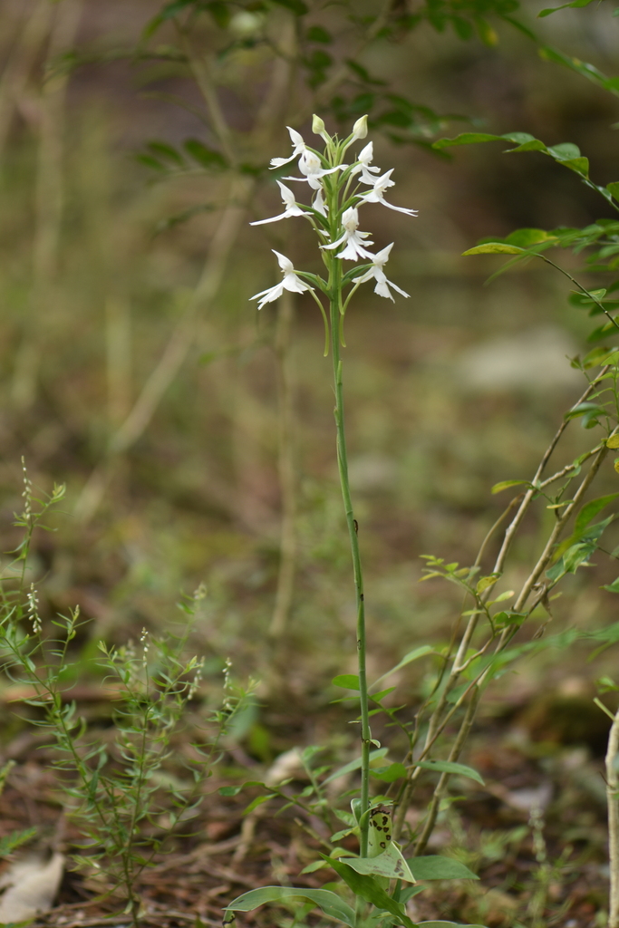 Phantom Orchid in September 2022 by ph_hsu · iNaturalist