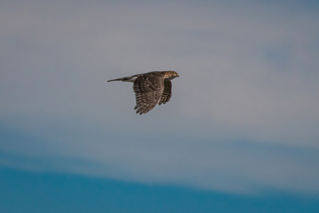 Sharp-shinned Hawk from Palisades Interstate Park, Alpine, NJ, US on ...