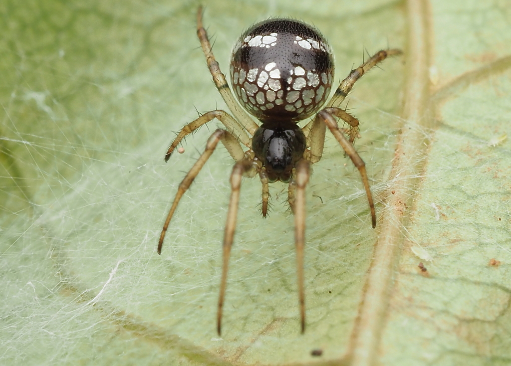 Mangora baii from Acharimule, Karnataka 574223, India on September 25 ...