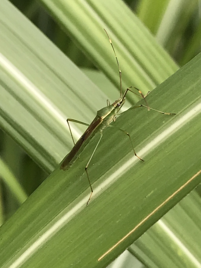 Paddy Bug from Hsinchu County, TW-TA, TW on September 28, 2022 at 11:36 ...