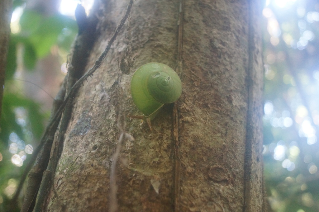 Green Snail from North Kayong Regency, West Kalimantan, Indonesia on ...