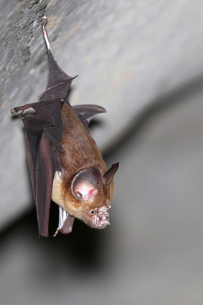 large Asian roundleaf bat (Hipposideros lekaguli) - Know Your Mammals