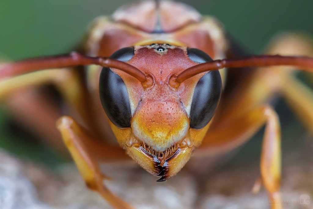 Southern Paper Wasp from 16660 Corner Lake Dr, Orlando, FL 32820, USA ...