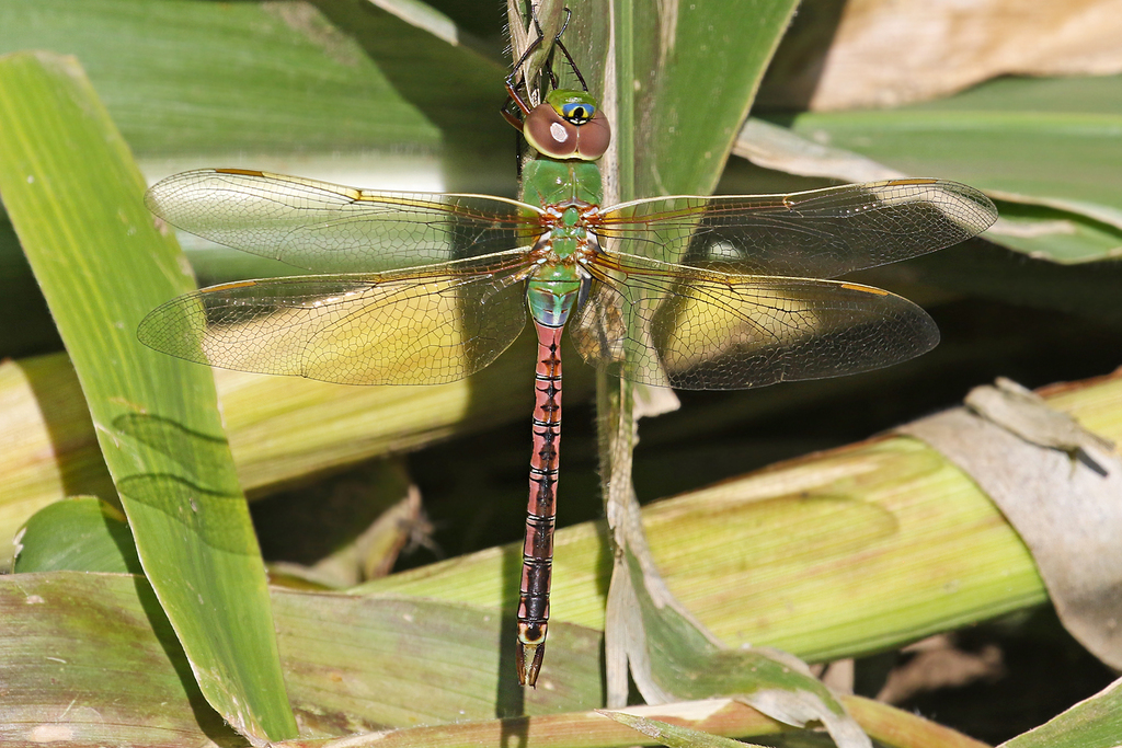 Common Green Darner from Stratford, NH, USA on September 27, 2022 at 12 ...