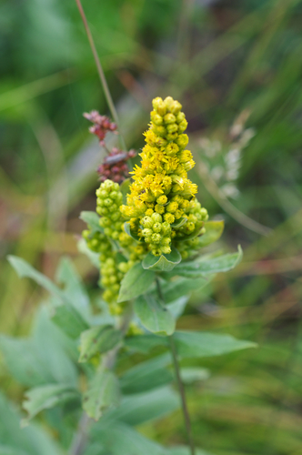 Subspecies Solidago canadensis elongata · iNaturalist