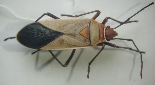 Dysdercus maurus · Naturalista Costa Rica
