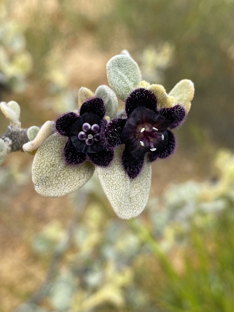 Anthotroche walcottii from Pindar, WA, AU on September 24, 2022 at 02: ...