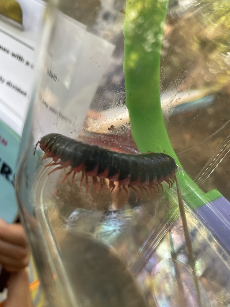 Georgia Flat-backed Millipede from Johnson Rd, Central, SC, US on ...