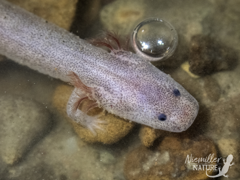 Tennessee Cave Salamander in September 2022 by Matthew L. Niemiller ...