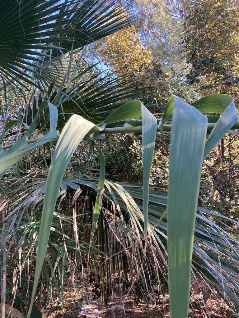 giant reed from Wildwood Park, San Bernardino, CA, US on September 28 ...