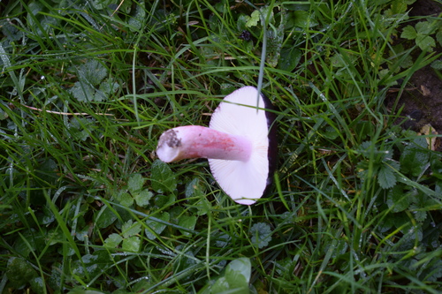 Russula fuscorubroides · NaturaLista Colombia