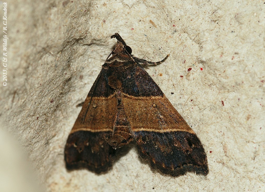 Acidon evae from Wong Lung Hang, Lantau Island, Hong Kong on September ...