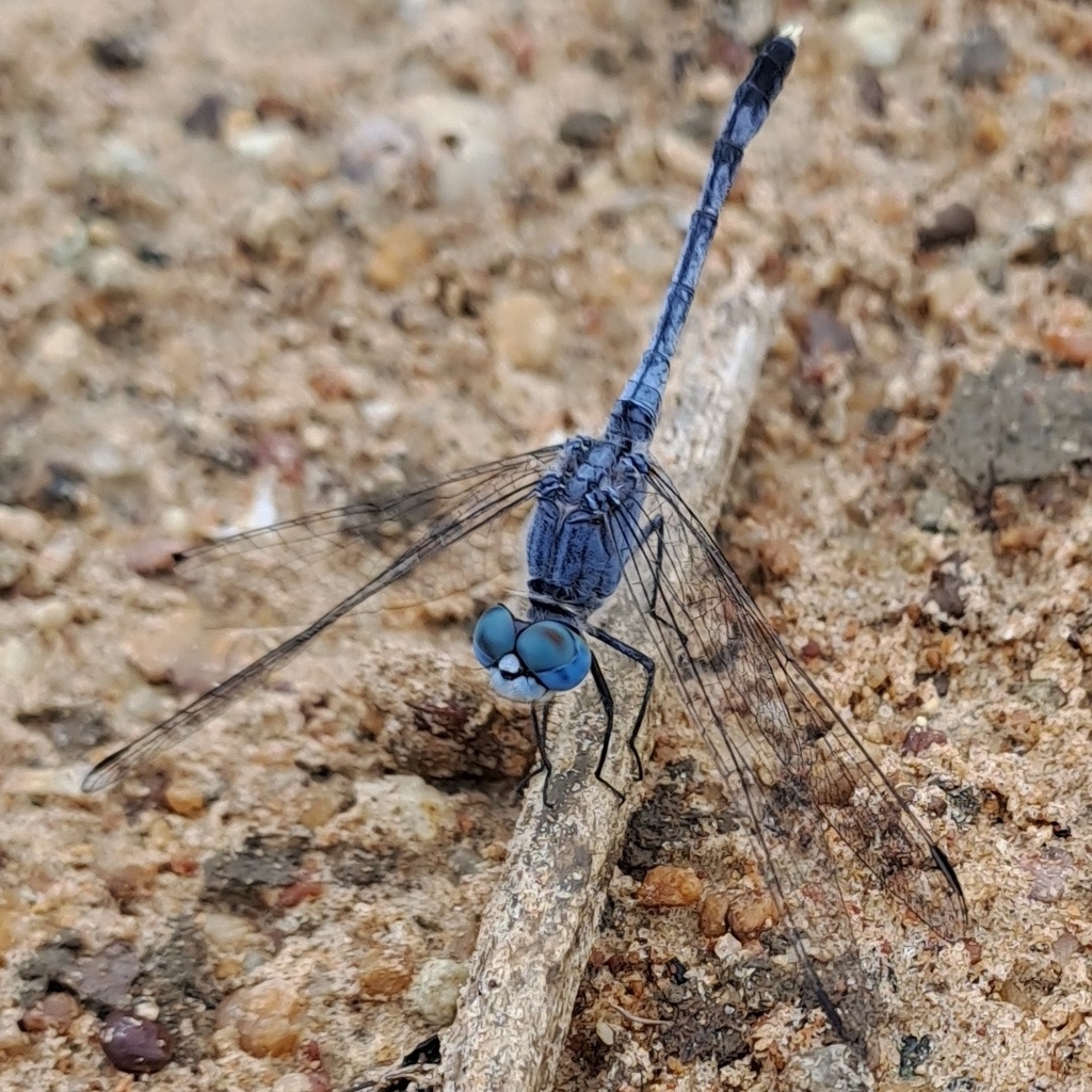 Chalky Percher in August 2022 by Anumay Gopal. @odonut @amila ...