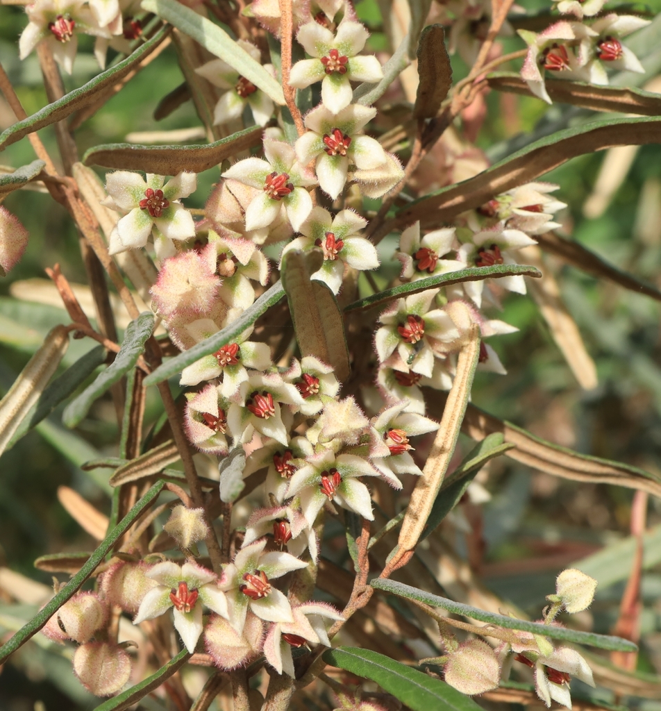slender velvet-bush from Mentone VIC 3194, Australia on September 28 ...