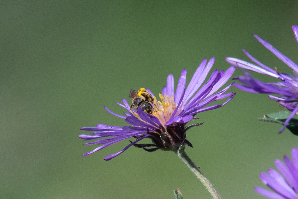 Ligated Furrow Bee from The Southampton, St. Louis, MO 63109, USA on ...