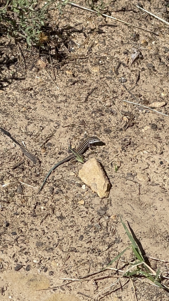 Plateau Striped Whiptail from Mesa Verde National Park, Cortez, CO, US ...