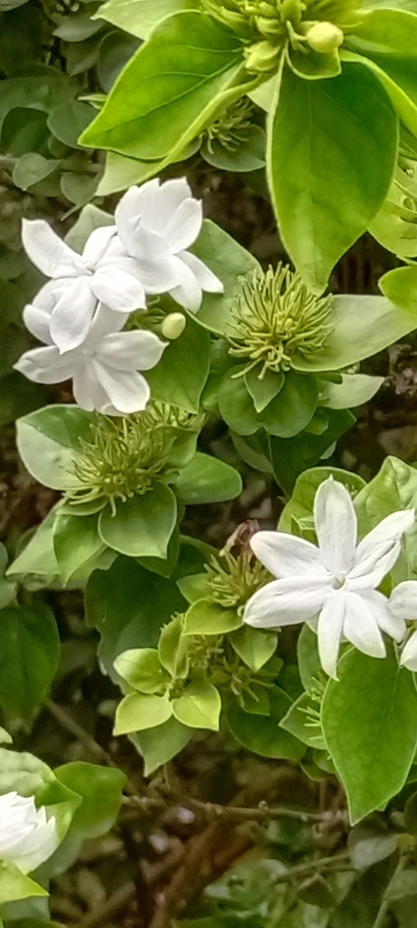 Arabian Jasmine from 051070, Aranjuez, Medellín, Antioquia, Colombia on ...
