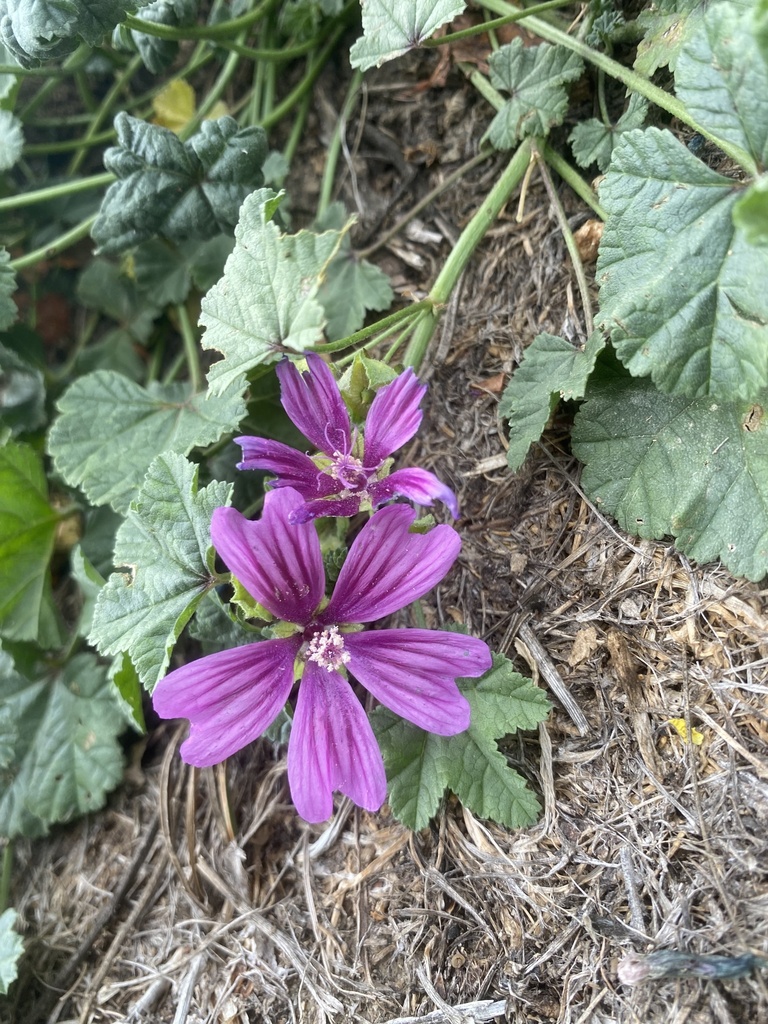 Common Mallow from Camino Molino de Caparroso, Pamplona, Navarra, ES on ...