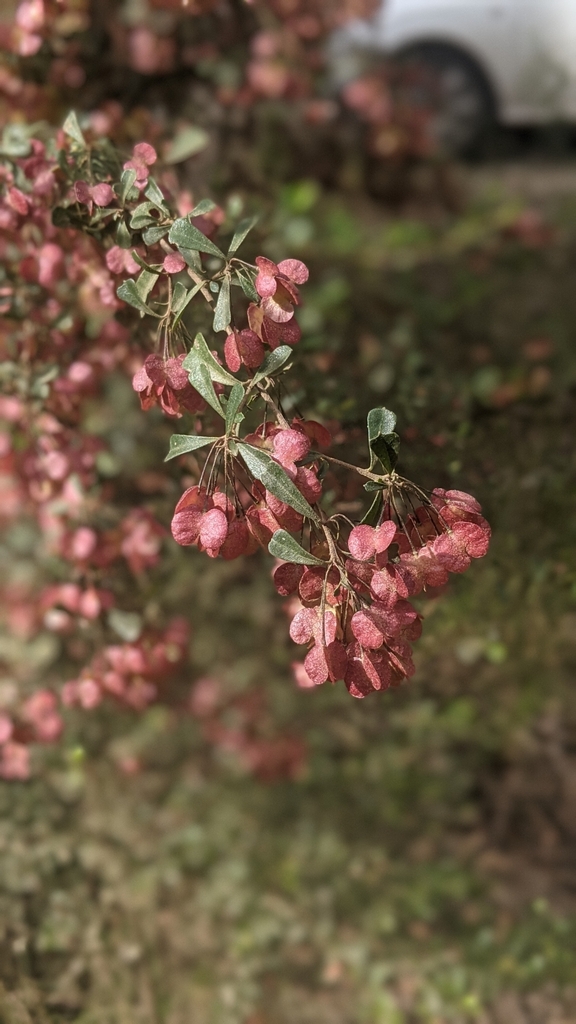 Dodonaea triangularis from Kingaham QLD 4515, Australia on September 05 ...