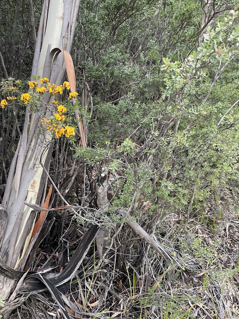 golden bush-pea from Freycinet National Park, Freycinet, TAS, AU on ...