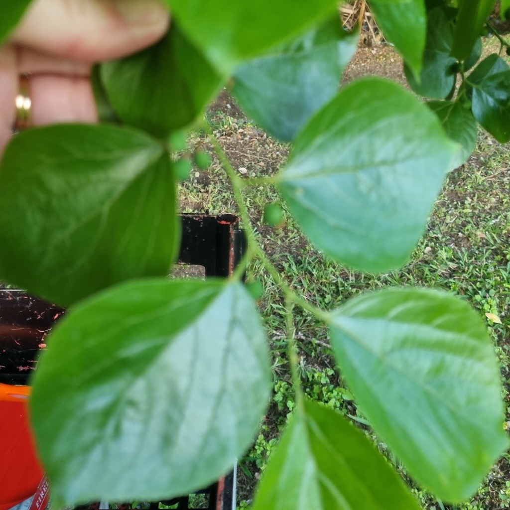 Chinese Hackberry in September 2022 by Candice Bakker · iNaturalist