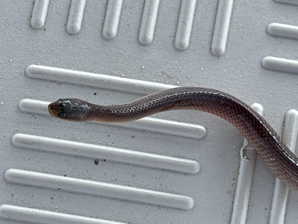 Barotse Water Snake from North West, BW on September 21, 2022 at 08:51 ...