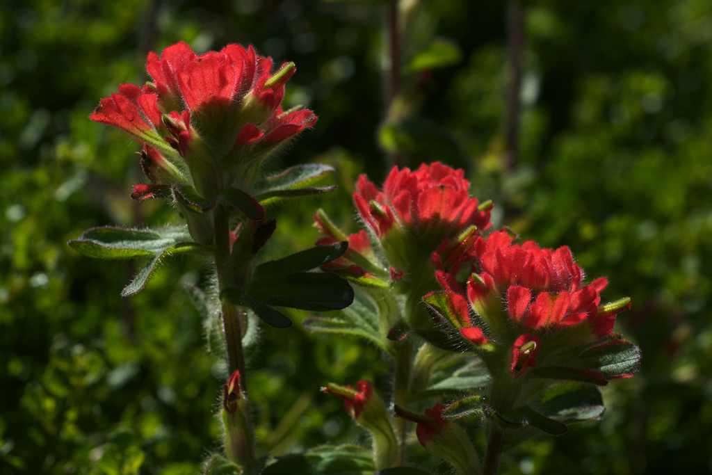 Coast Paintbrush from near Battery Crosby, Golden Gate National ...