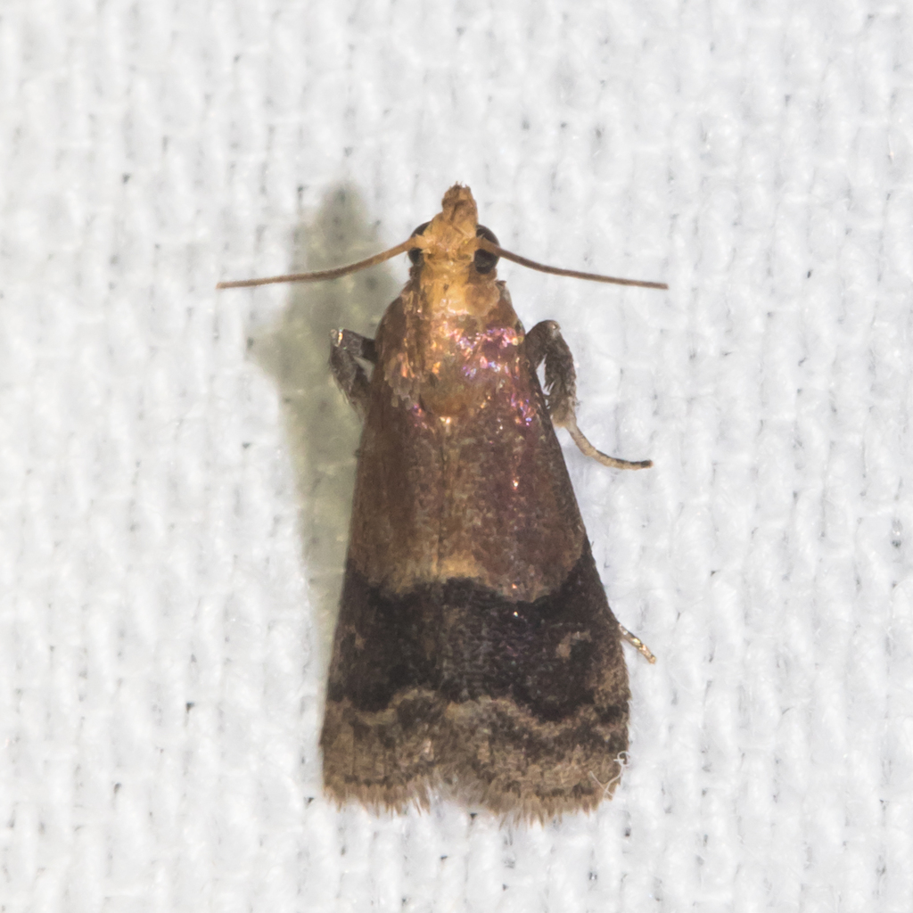 Broad-banded Eulogia Moth from Manchester, MD, USA on August 10, 2018 ...