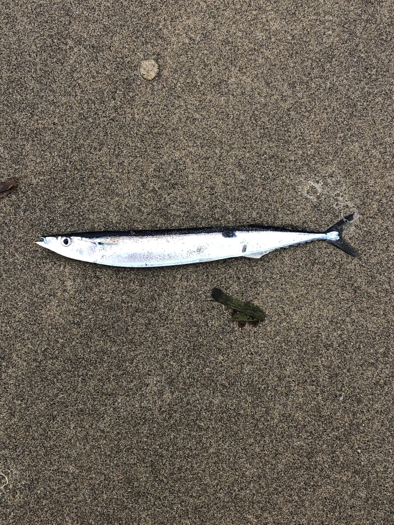 Sauries (Scomberesocidae) - Marine Life Identification