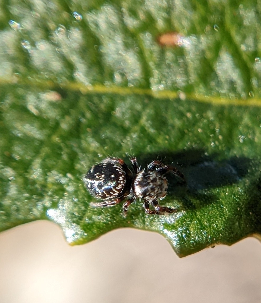 Hairy Tufted Jumping Spider from Agness, OR 97406, USA on September 29 ...