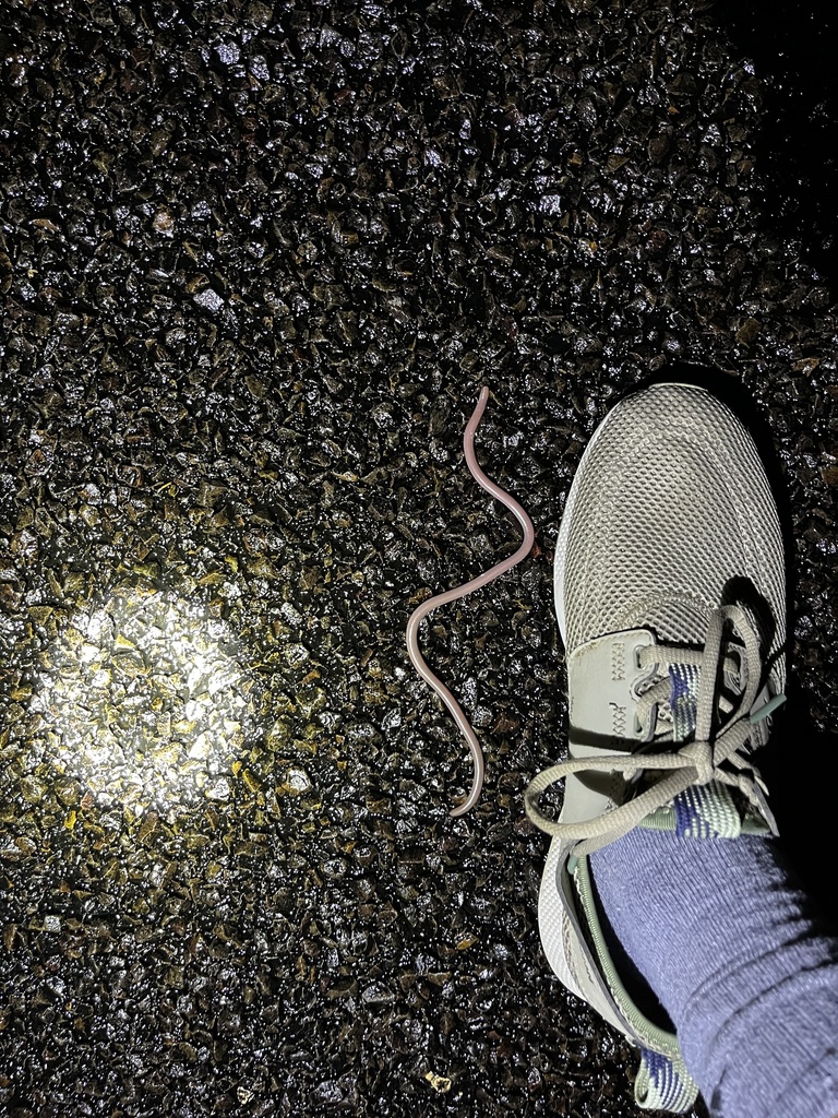 Trans-Pecos Blindsnake from Big Bend National Park, Alpine, TX, US on ...