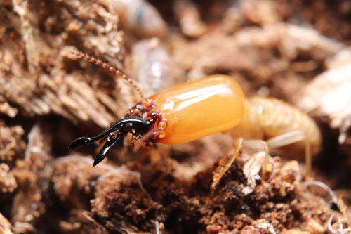 Género Neocapritermes · iNaturalist Mexico