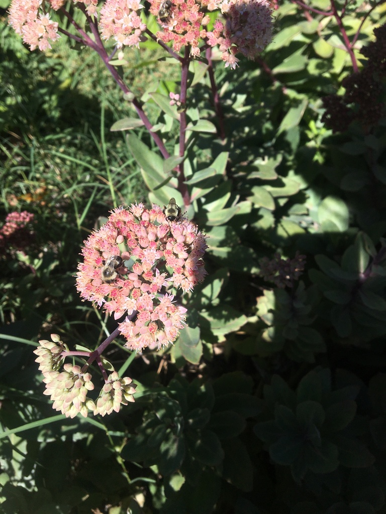 Allegheny stonecrop from Natural Resources Dr, Seneca, SC, US on ...