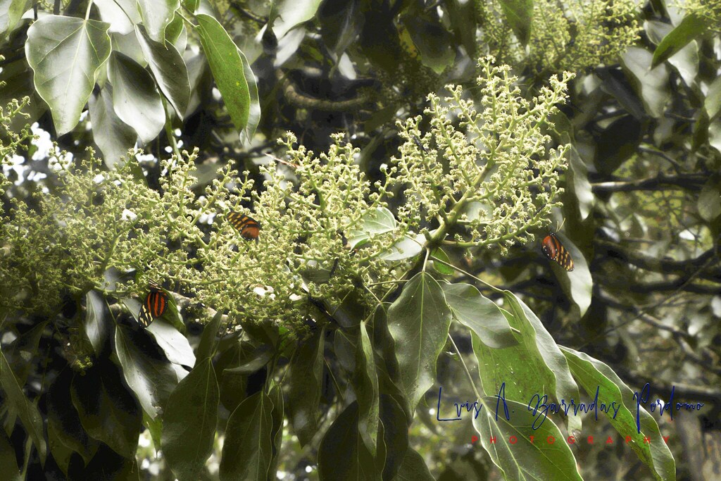 Eueides isabella eva from Coatepec, Ver., México on September 29, 2022 ...