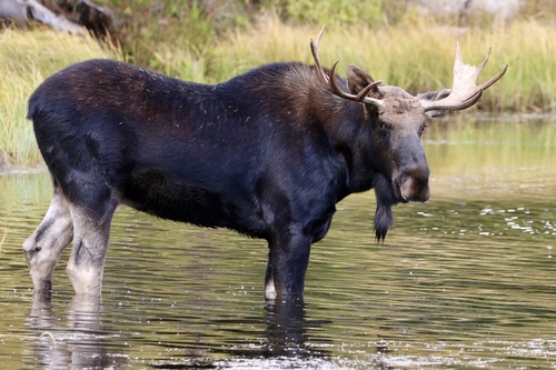 Shiras Moose (Subspecies Alces alces shirasi) · iNaturalist United Kingdom