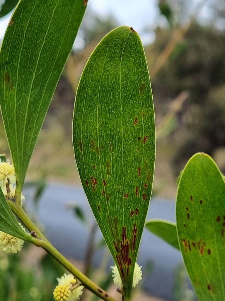 Acacia Negra Túnica Morada
