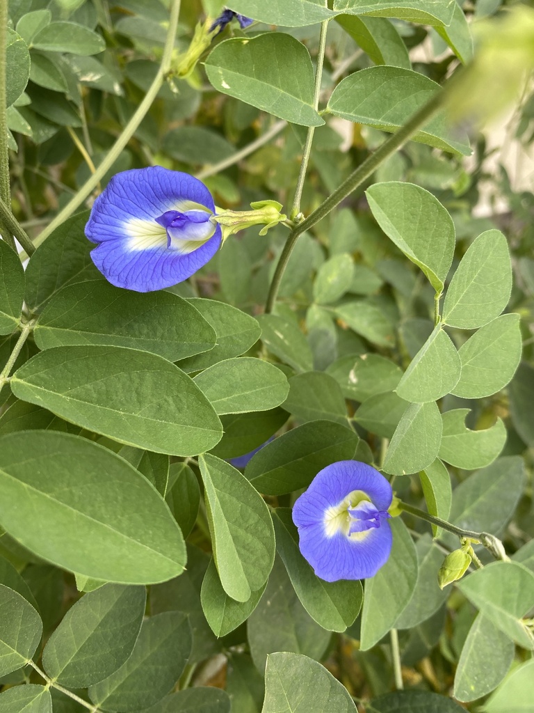 Blue Pea from Ad Dakhiliyah, OM on September 30, 2022 at 11:14 AM by Fahima Ss · iNaturalist