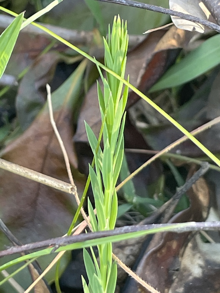 Australian Flax from Dam Wall Walk, Frankston South, VIC, AU on ...