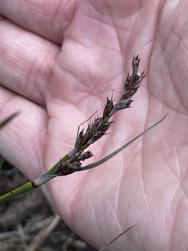 variable sword-sedge from Kookaburra Bush Cct, Frankston South, VIC, AU ...